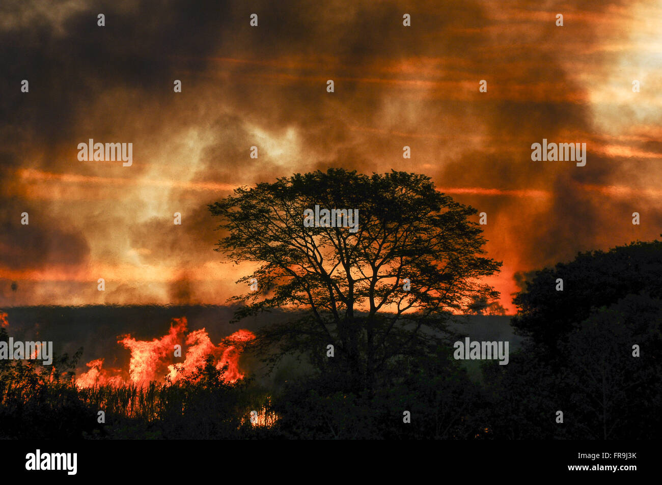Sunset with burnt sugar plantation in - common practice at the time of ...