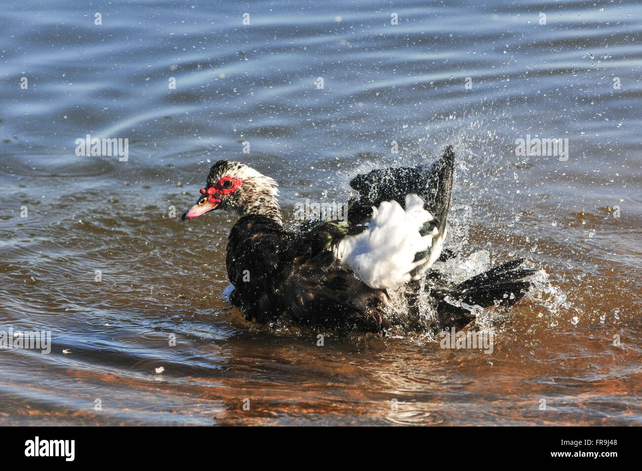 Cooling bird hi-res stock photography and images - Alamy