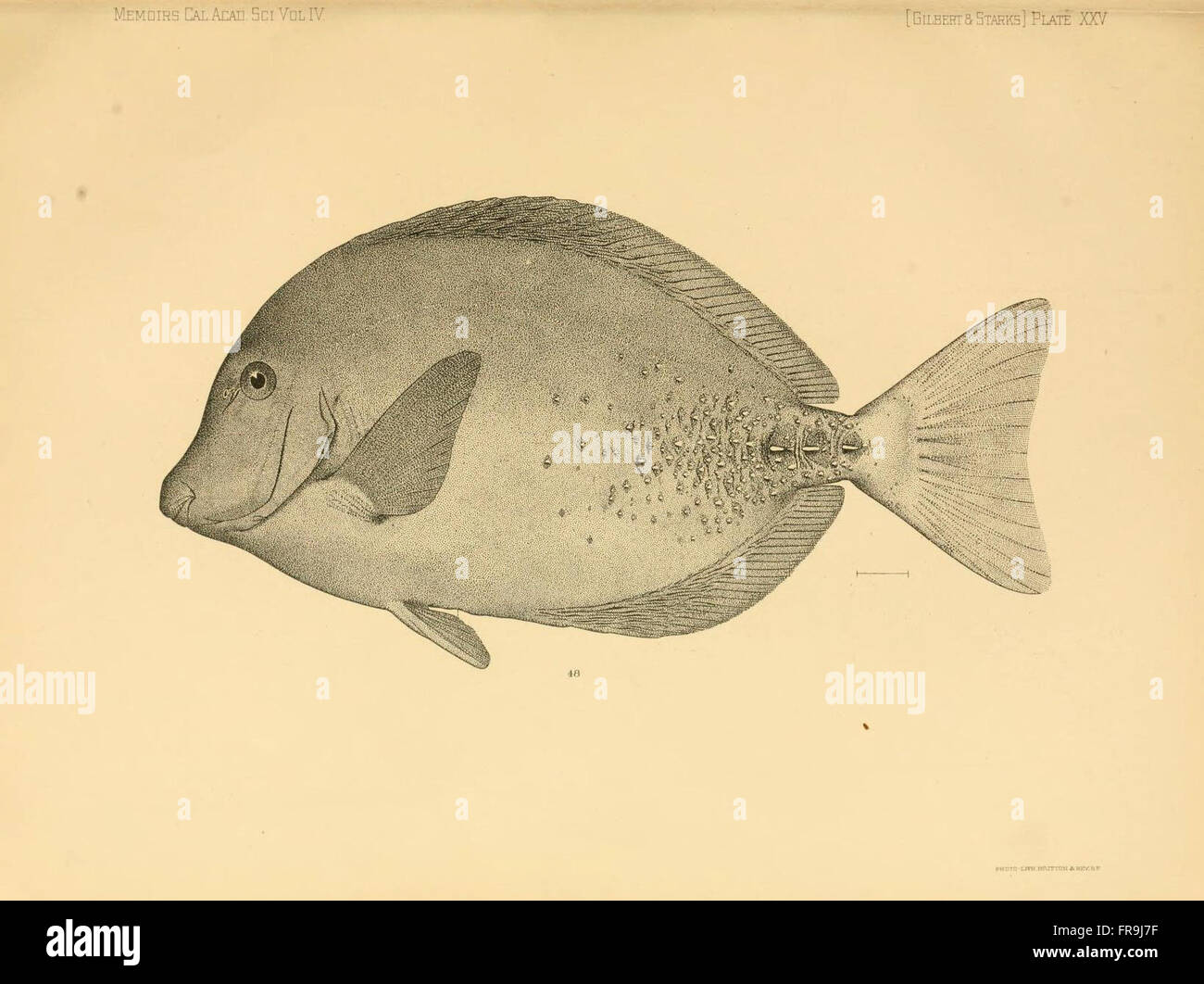 Plate XXV from 'The Fishes of Panama Bay' illustrates various fish ...