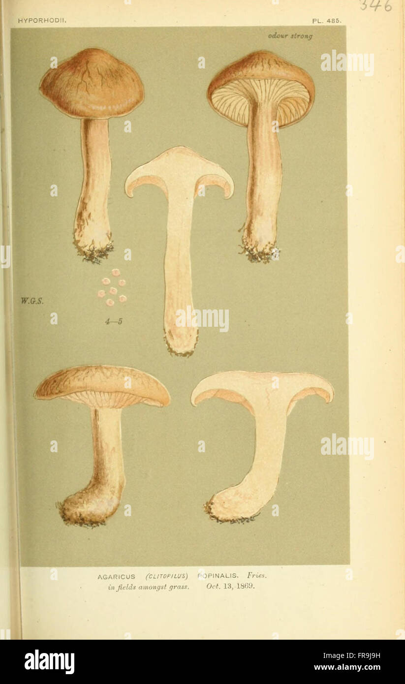This plate from 'Illustrations of British Fungi' provides visual ...