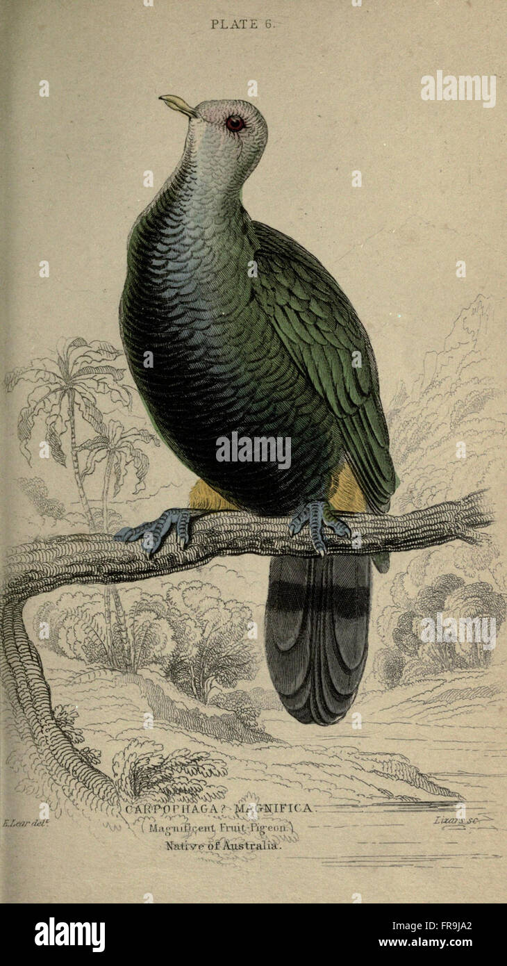 An illustration of pigeons, possibly showcasing various species and ...