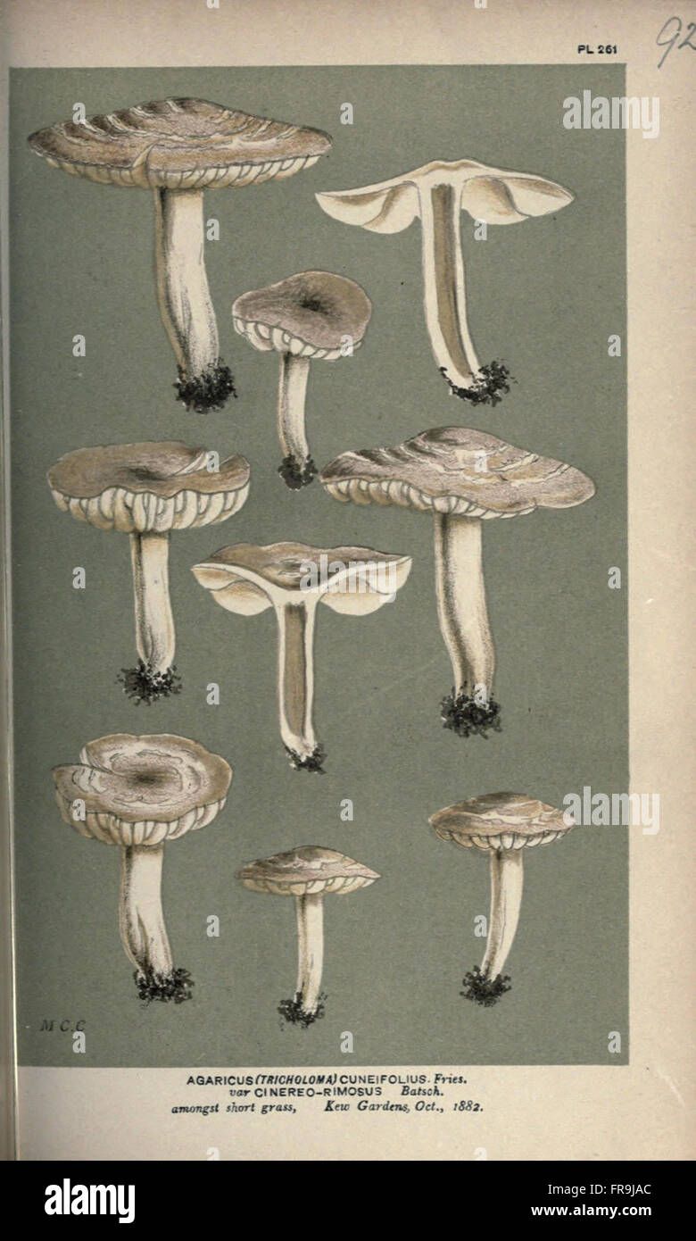 This work provides detailed illustrations of British fungi ...