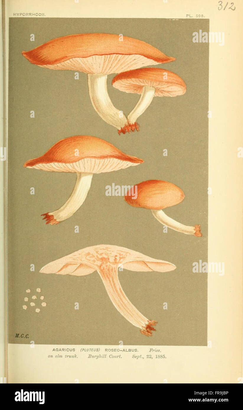 Illustrations of British Fungi (Hymenomycetes), to serve as an atlas to ...