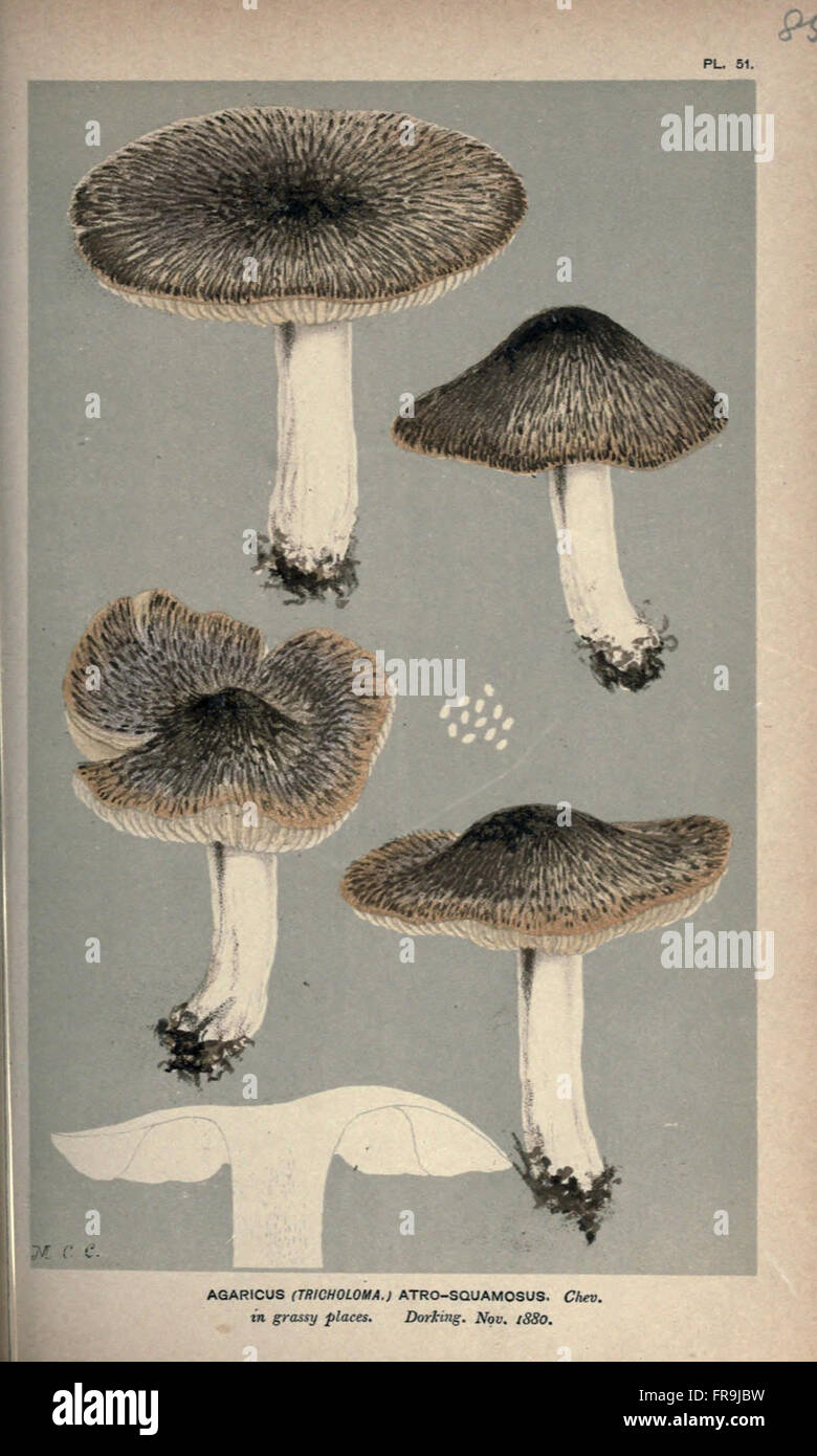 This work provides visual depictions of British fungi (Hymenomycetes ...