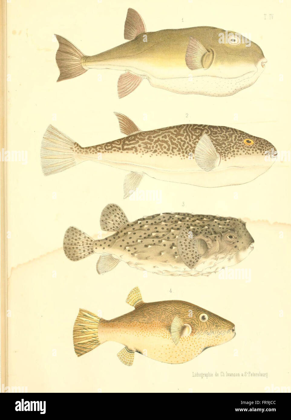 This volume of the Atlas des Poissons Vénènes focuses on venomous fish ...