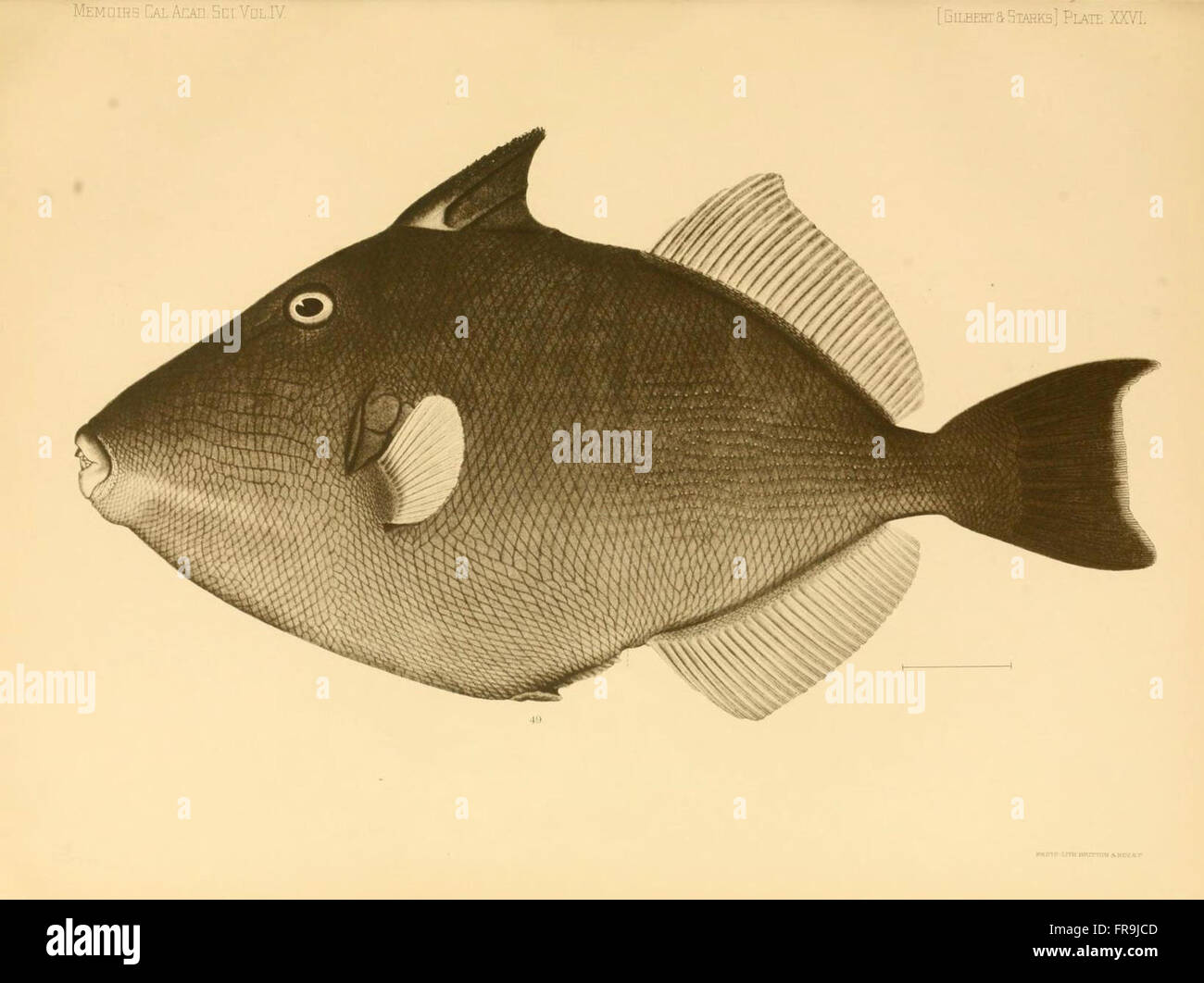 The Fishes of Panama Bay (Plate XXVI) provides a detailed visual and ...