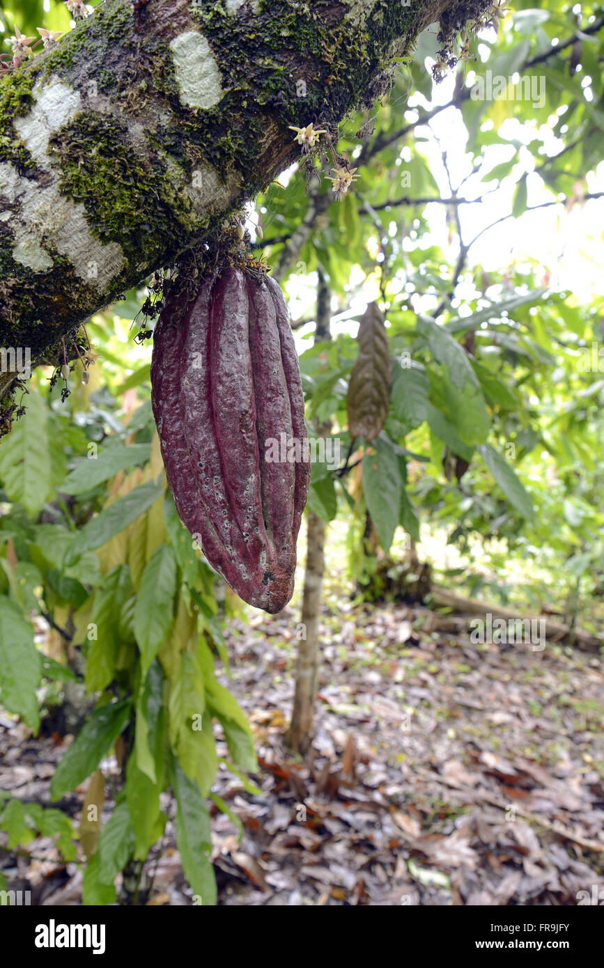 Cocoa tree brazil hi-res stock photography and images - Alamy