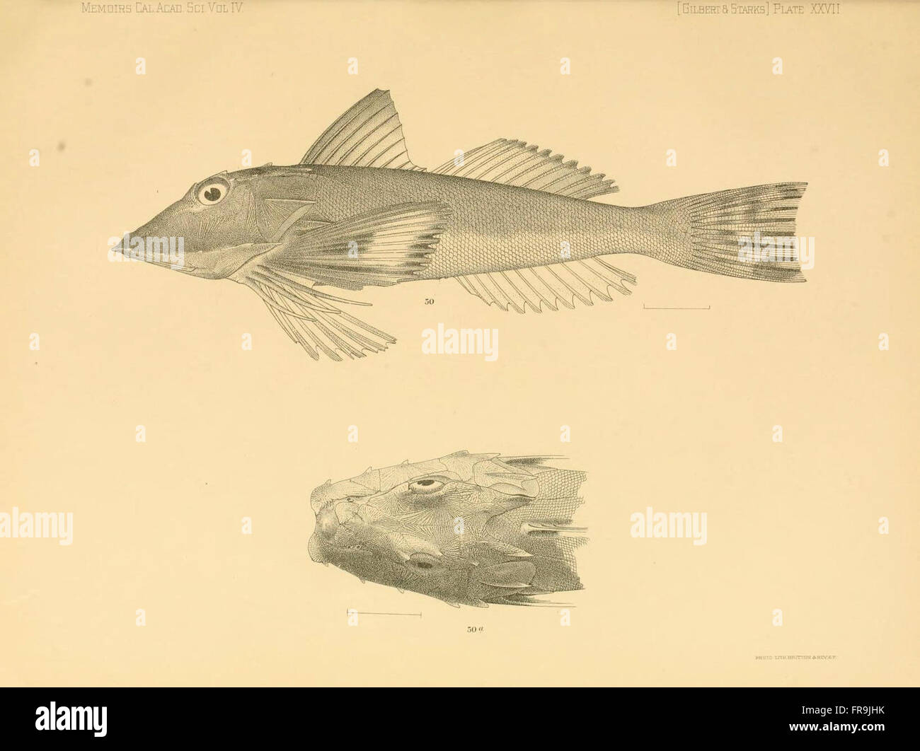The Fishes of Panama Bay describes and illustrates the diverse fish ...
