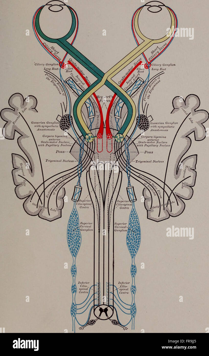 'Practical Diagnosis' (1899) offers a detailed guide on the use of ...