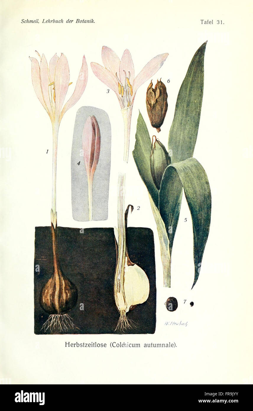 Plate 31 of the 'Lehrbuch der Botanik', a botanical textbook ...