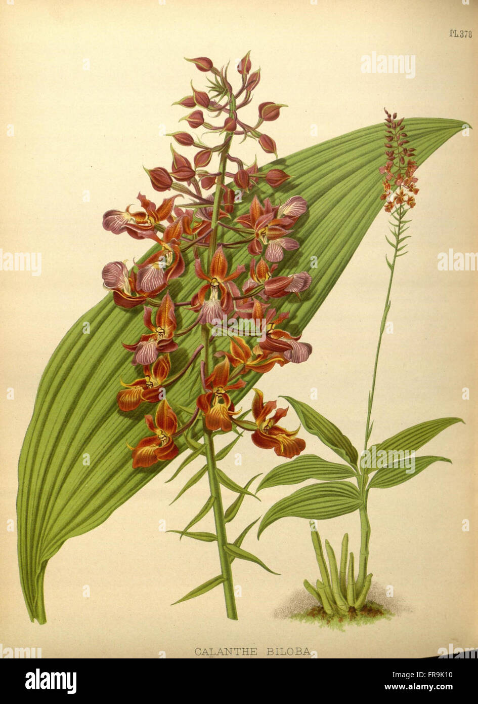 R. Warner & B.S. Williams - The Orchid Album - volume 08 - pla Stock ...