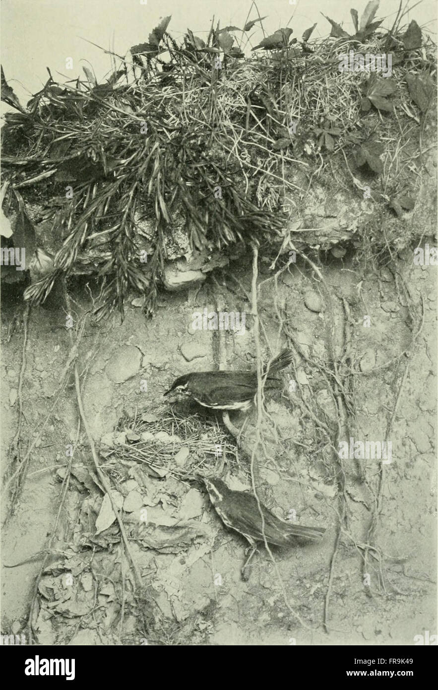 The American Museum journal (c1900-(1918 Stock Photo - Alamy