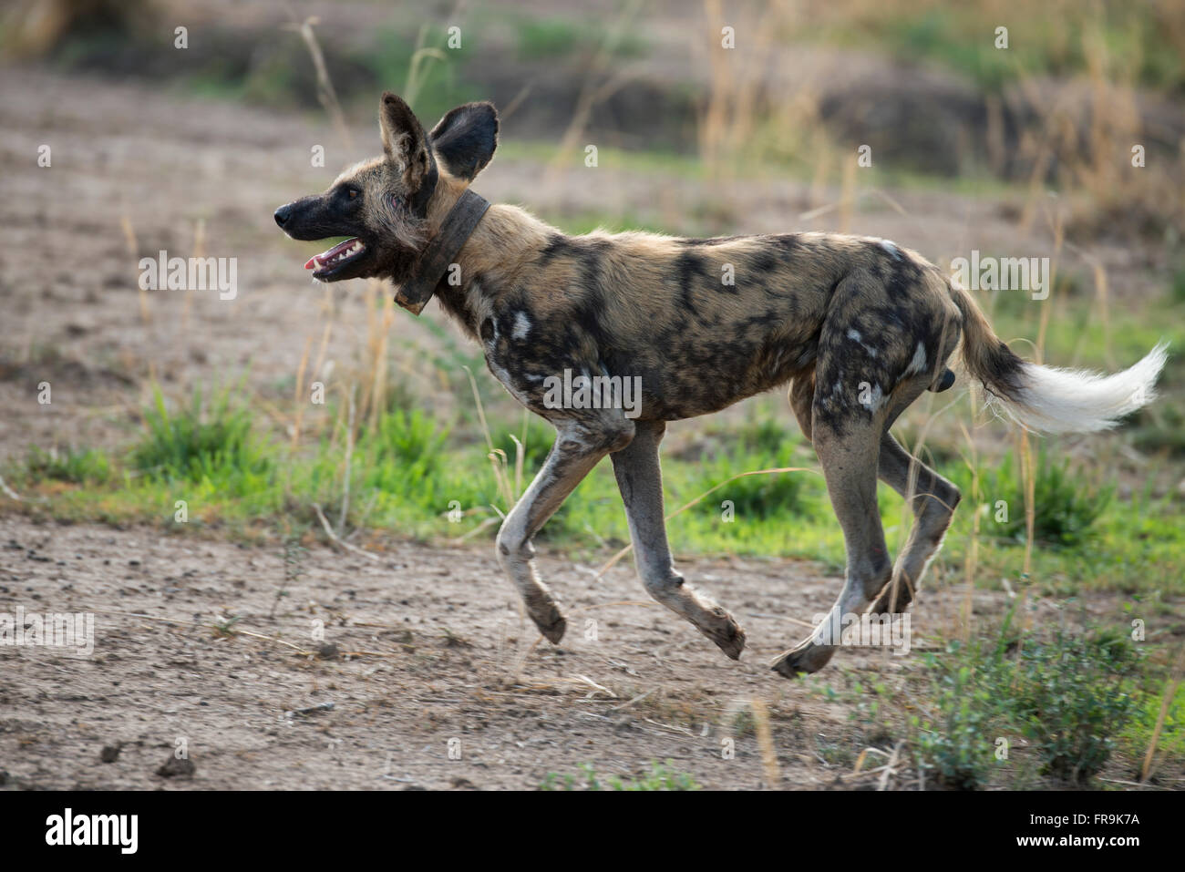 Africa, Zambia, South Luangwa National Park, Mfuwe. African wild dog ...