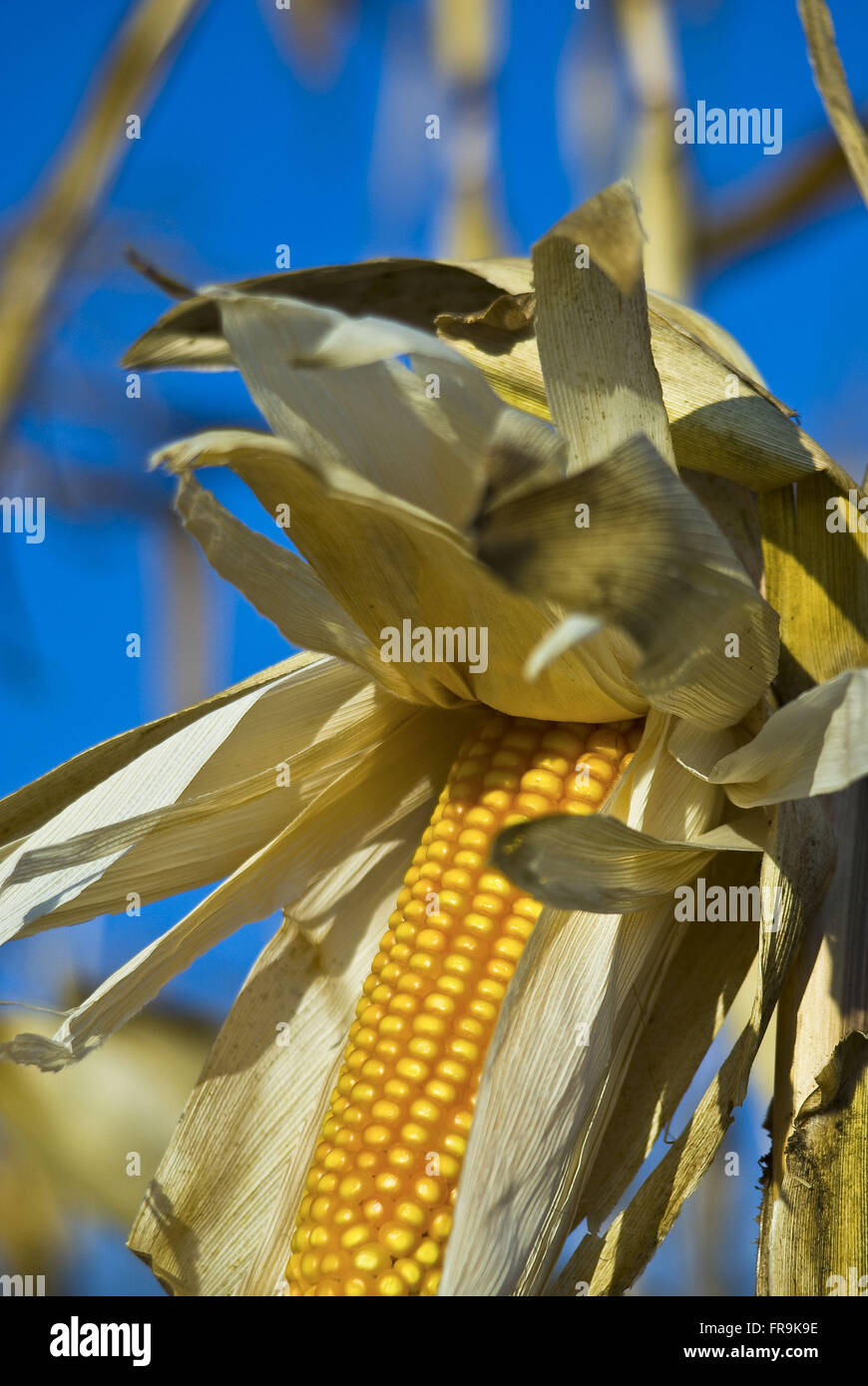 Ear of corn plantation in the rural area of Costa Rica - Mato Grosso do ...