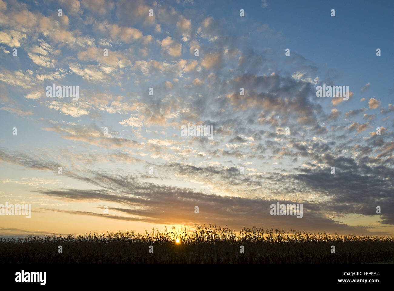 Planting corn in a rural area of Costa Rica - Mato Grosso do Sul Stock ...