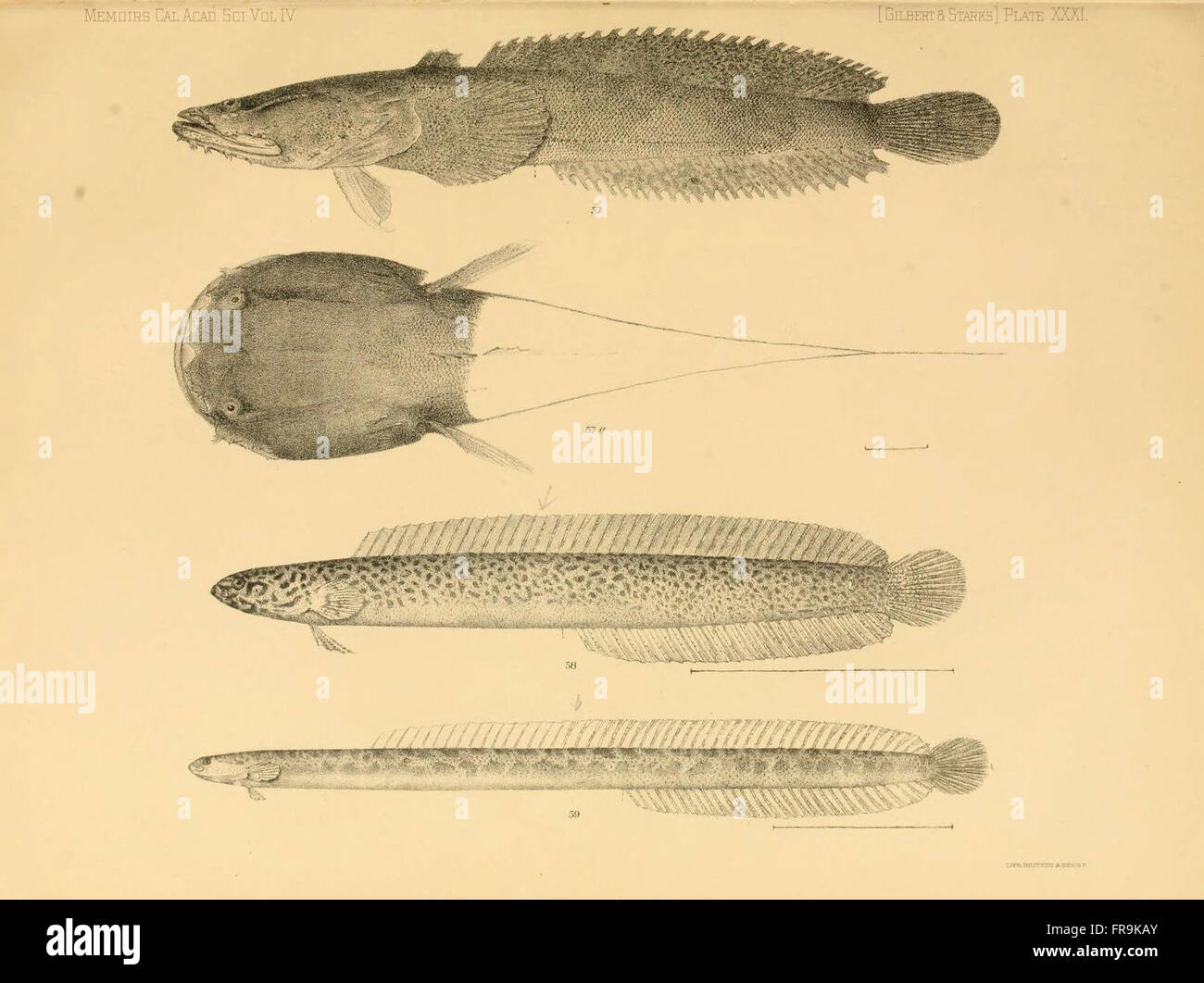 This plate from 'The Fishes of Panama Bay' illustrates various fish ...