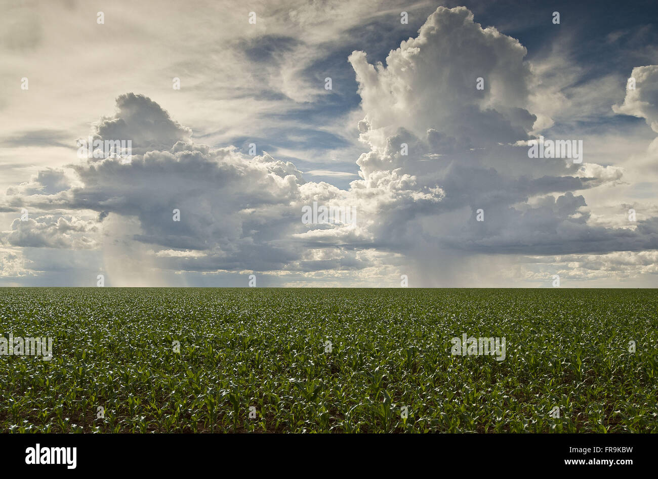 Planting corn in a rural area of Costa Rica - Mato Grosso do Sul Stock ...