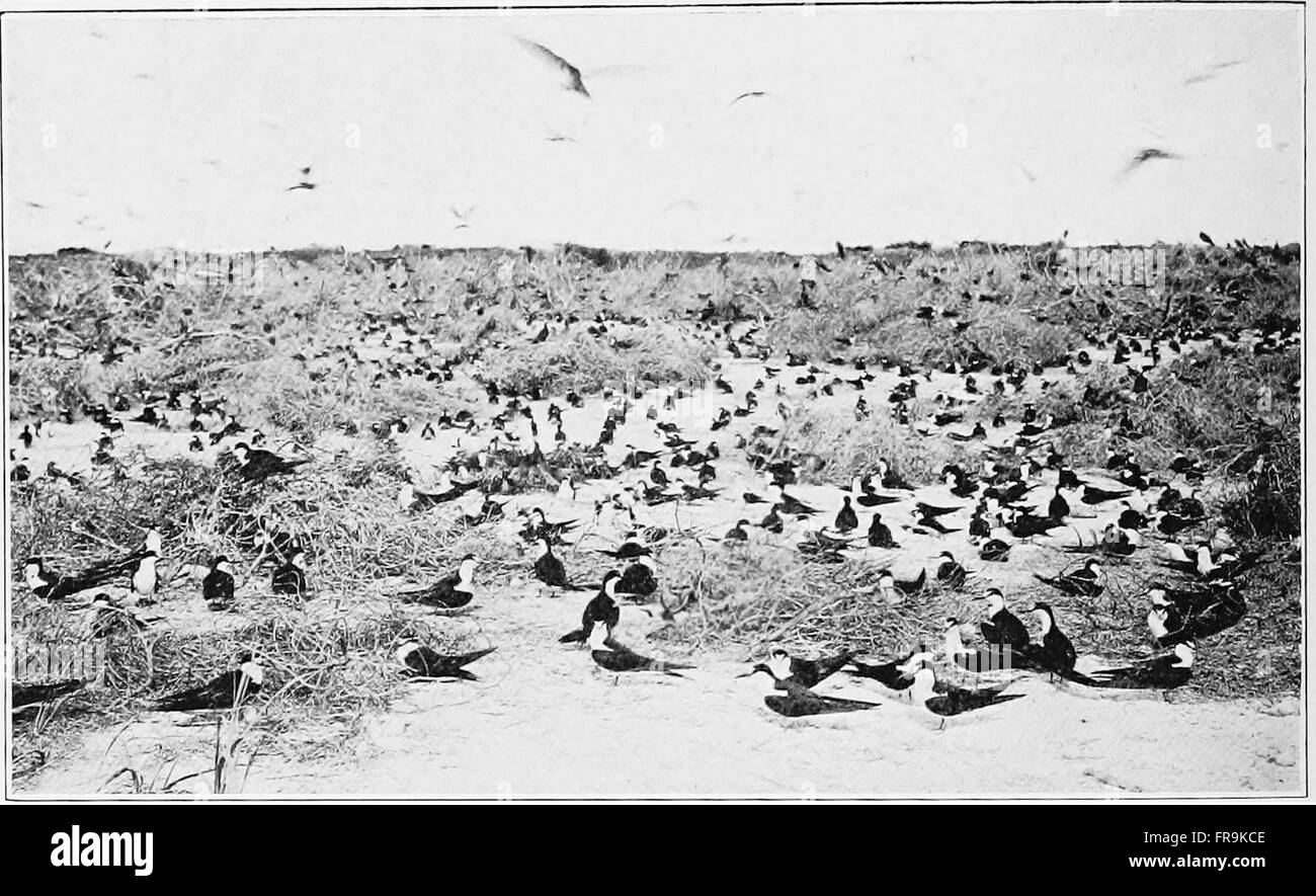 The Carnegie Institution of Washington (1917 Stock Photo - Alamy
