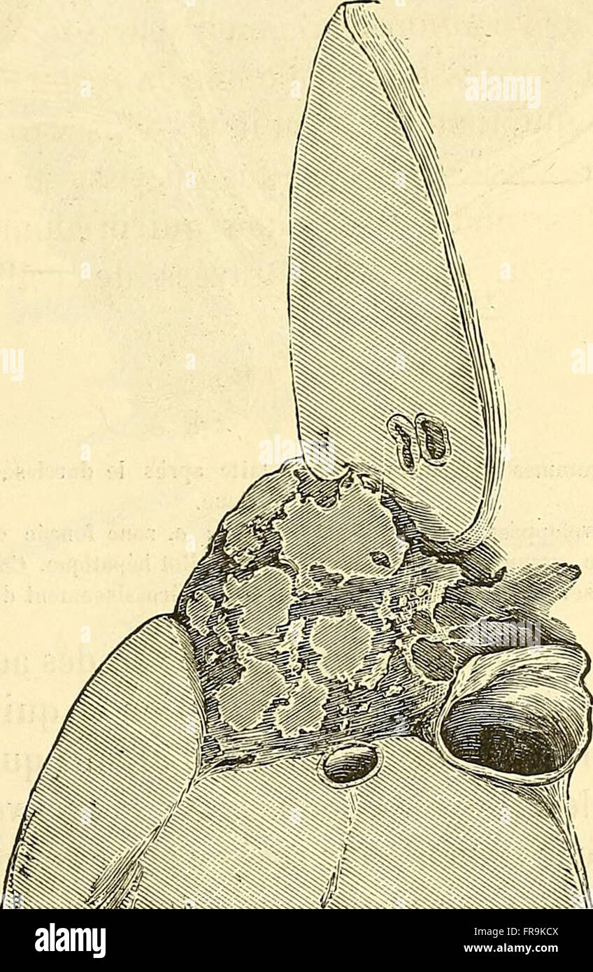 A 1884 manual on experimental histology, detailing methods and ...