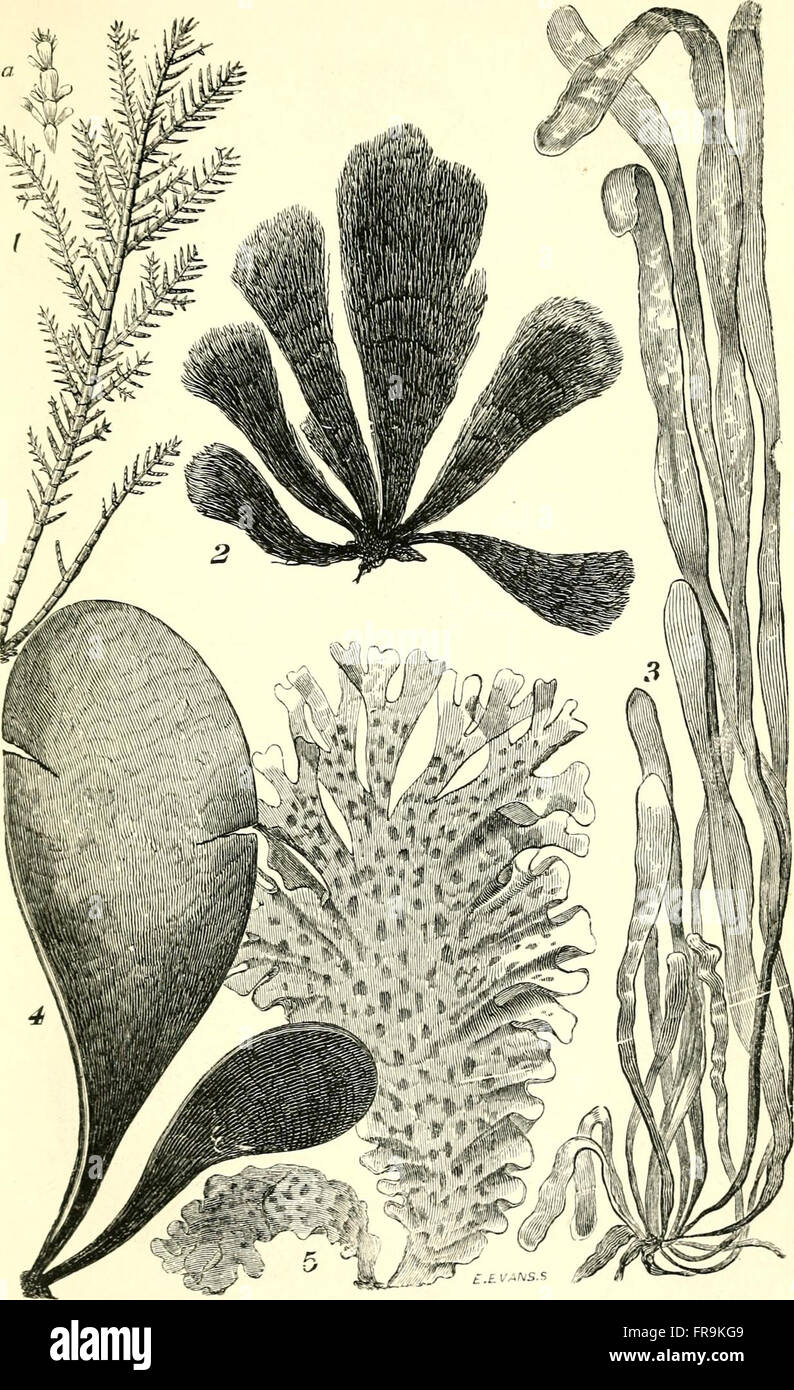 Published in 1860, this book provides detailed descriptions of common ...