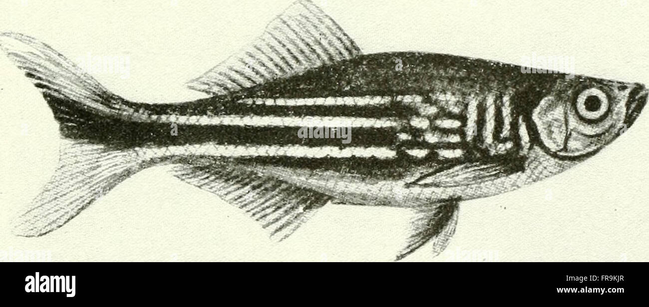 This *Complete Aquarium Book* (1936) provides comprehensive guidance on ...