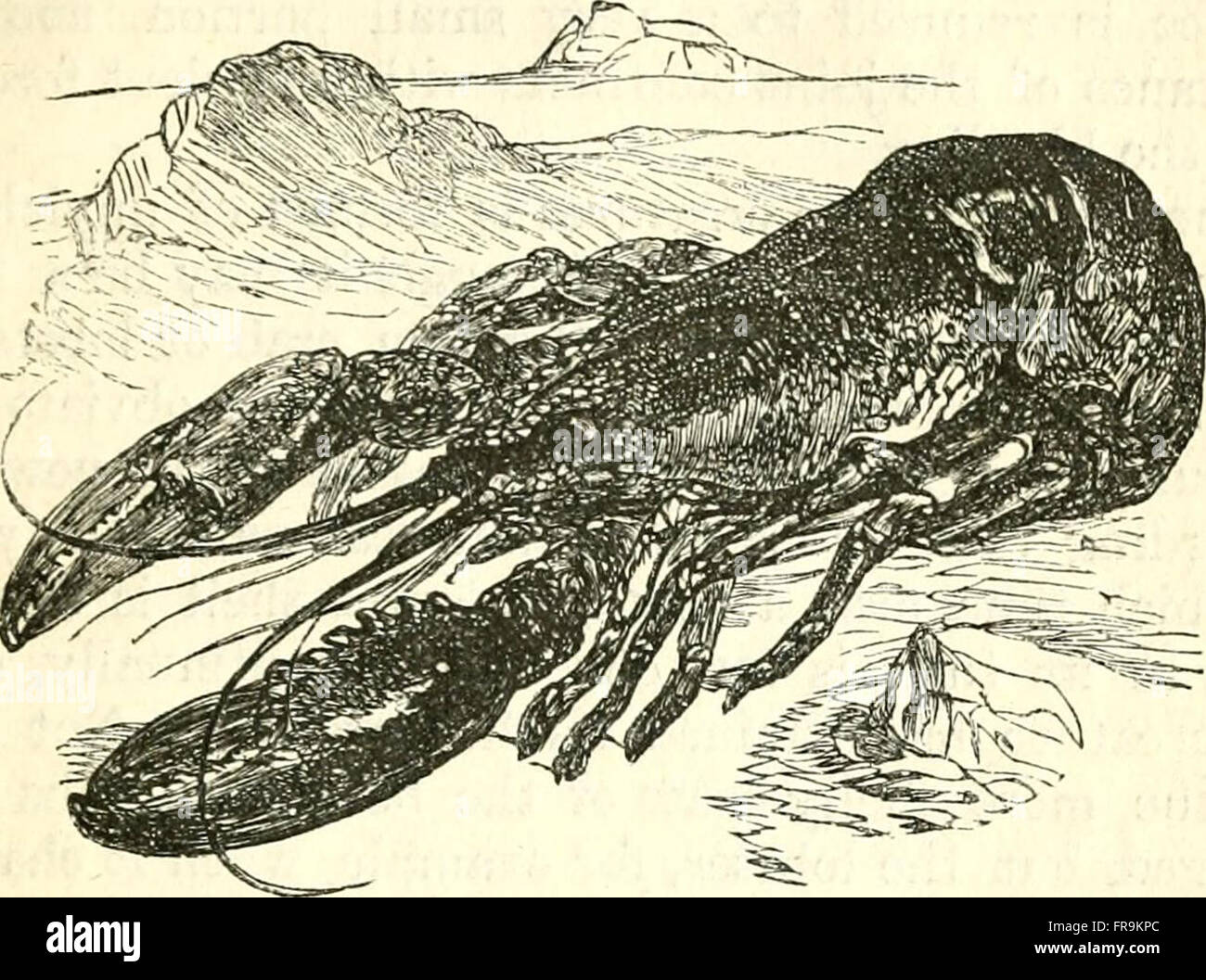 Common objects sea shore hi-res stock photography and images - Alamy