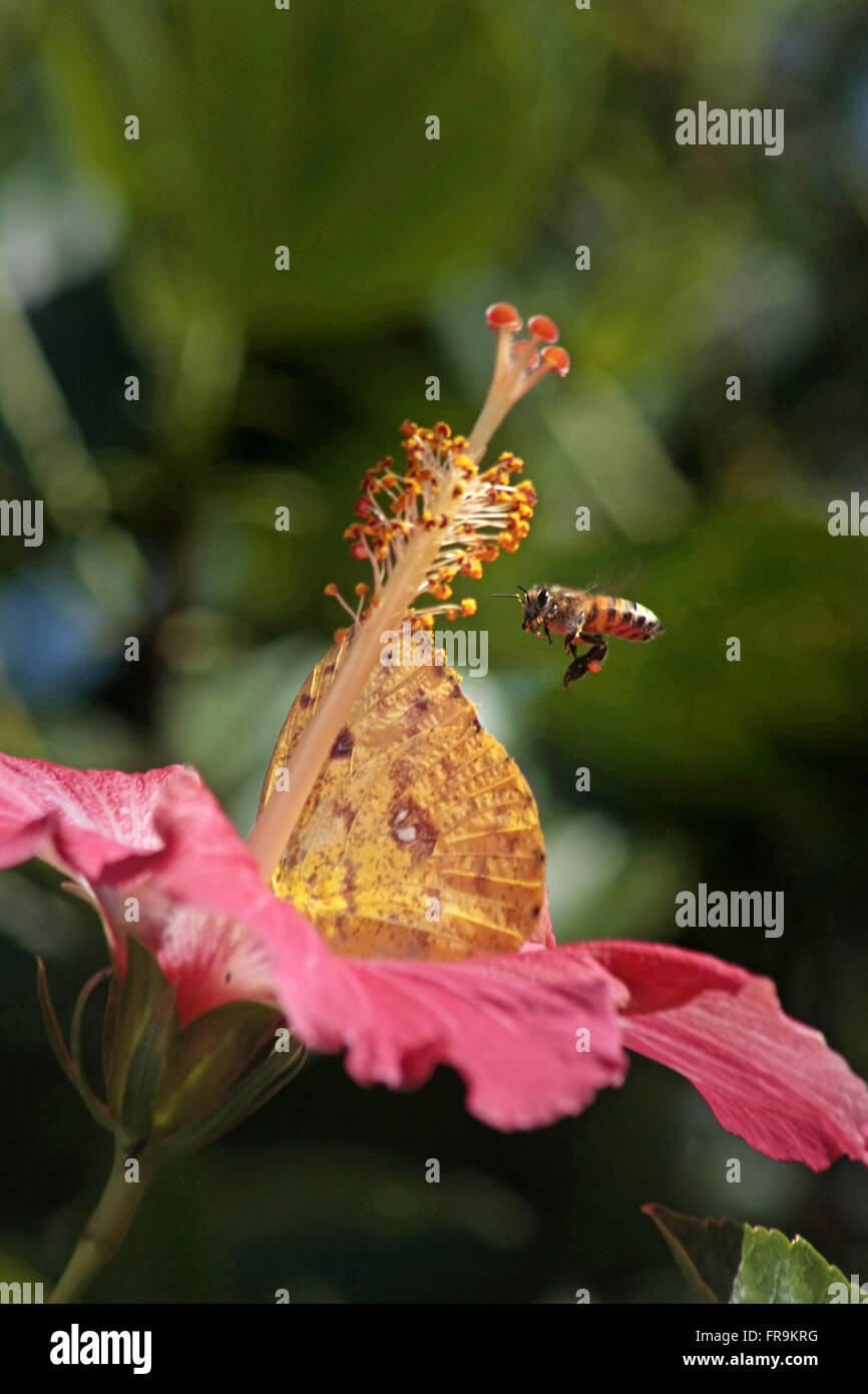 Hibiscus - Hibiscus rosa-sinensis - with butterfly and bee Stock Photo ...