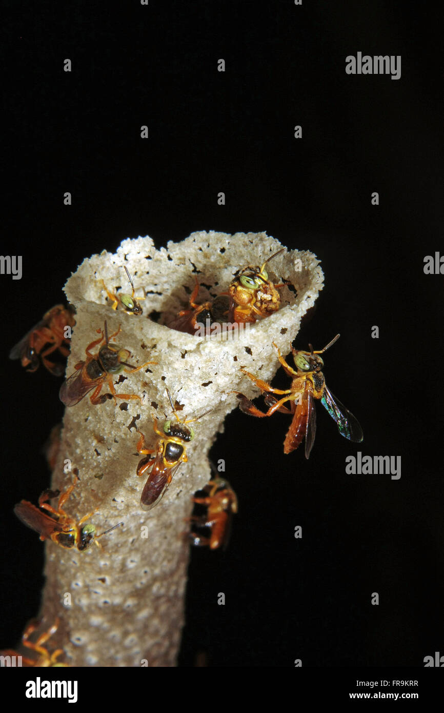 Jatai hi-res stock photography and images - Alamy