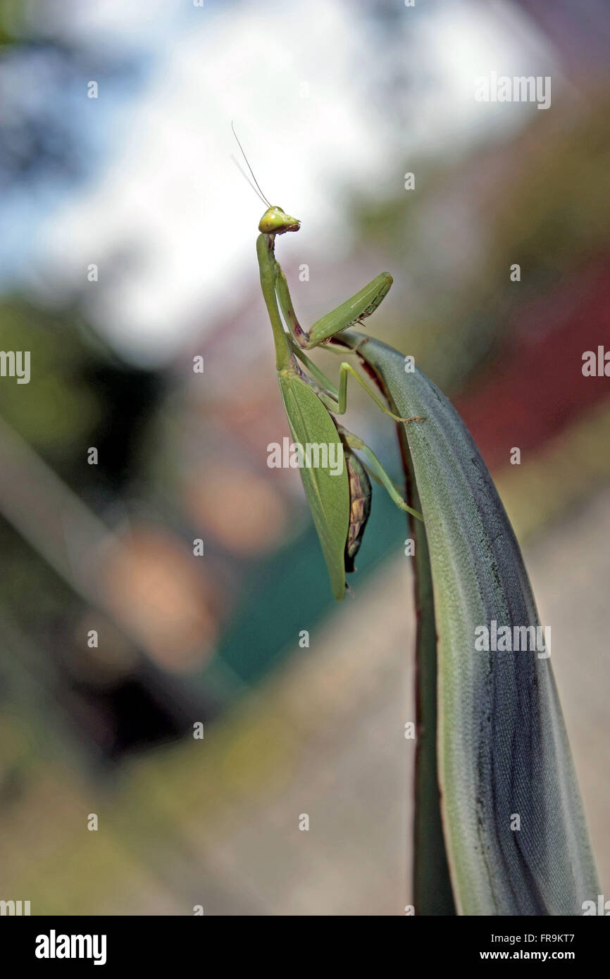 Mantis on a leaf Stock Photo - Alamy