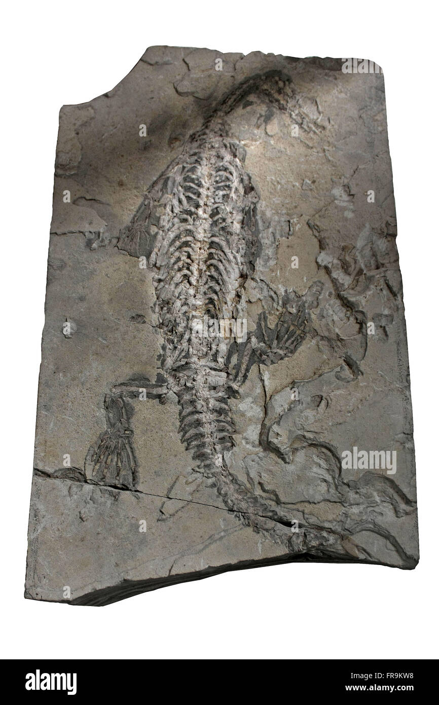 Fossilized Mesossauro inlaid stone - Museum Padre Daniel Cargnin Stock ...