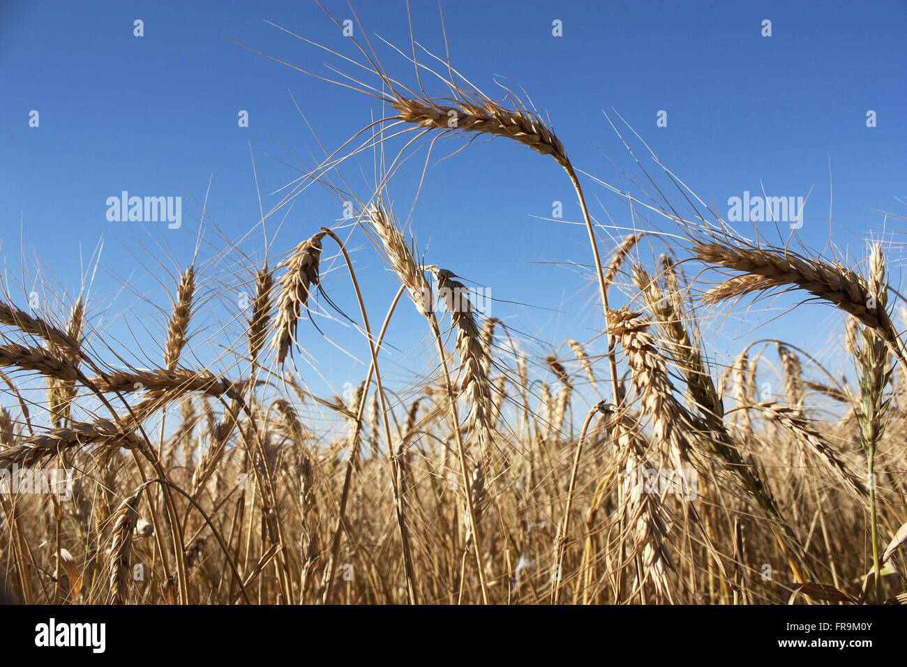 Panículas de trigo Stock Photo - Alamy