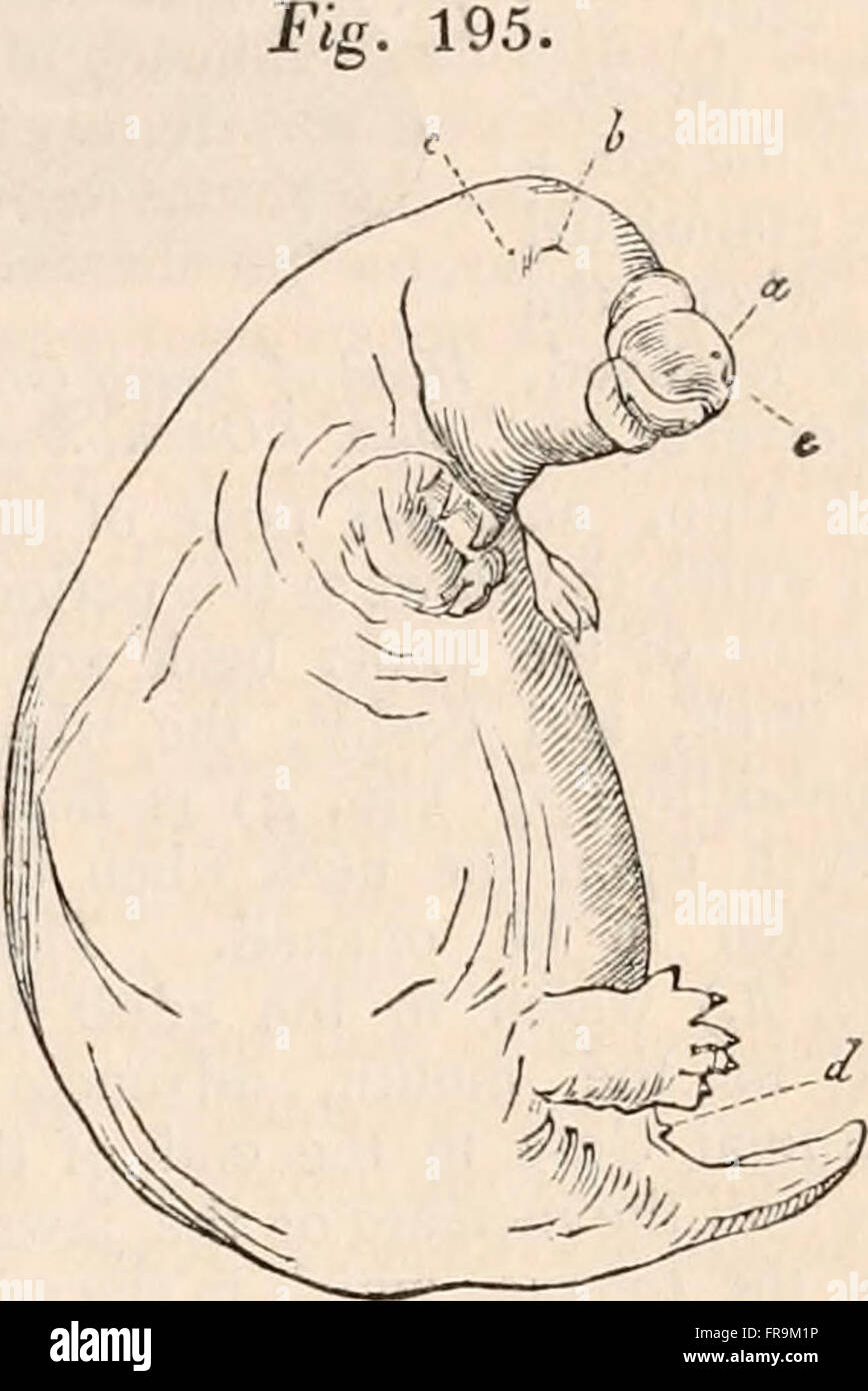 The cyclopC3A6dia of anatomy and physiology (1847 Stock Photo - Alamy