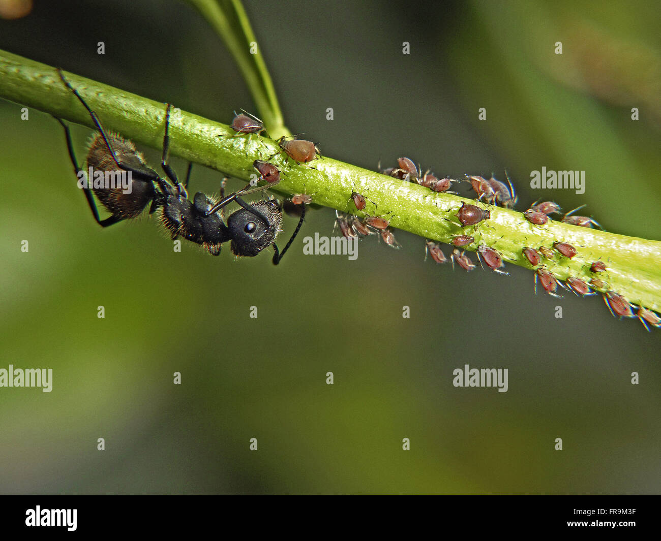 Ants Aphids High Resolution Stock Photography and Images - Alamy