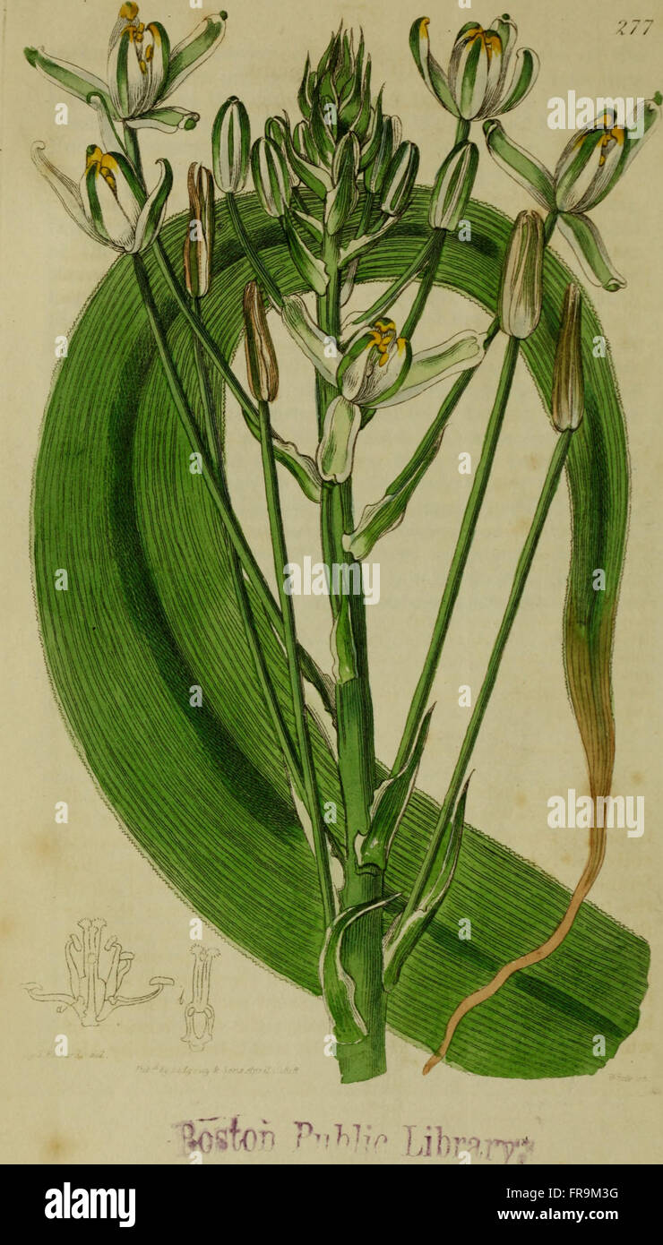 'The Botanical Register' (1815) is a collection of detailed botanical ...