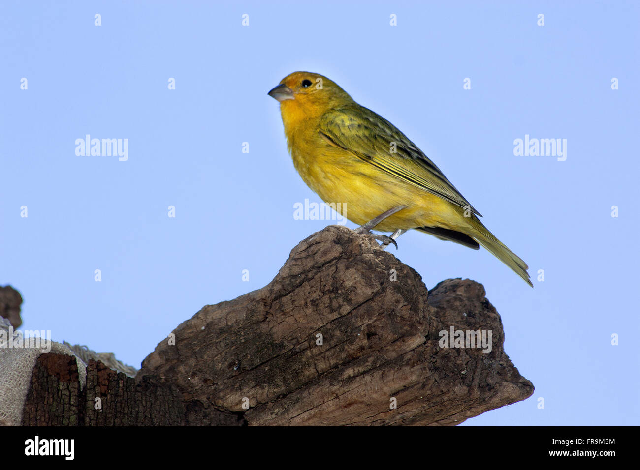 Canario hi-res stock photography and images - Alamy