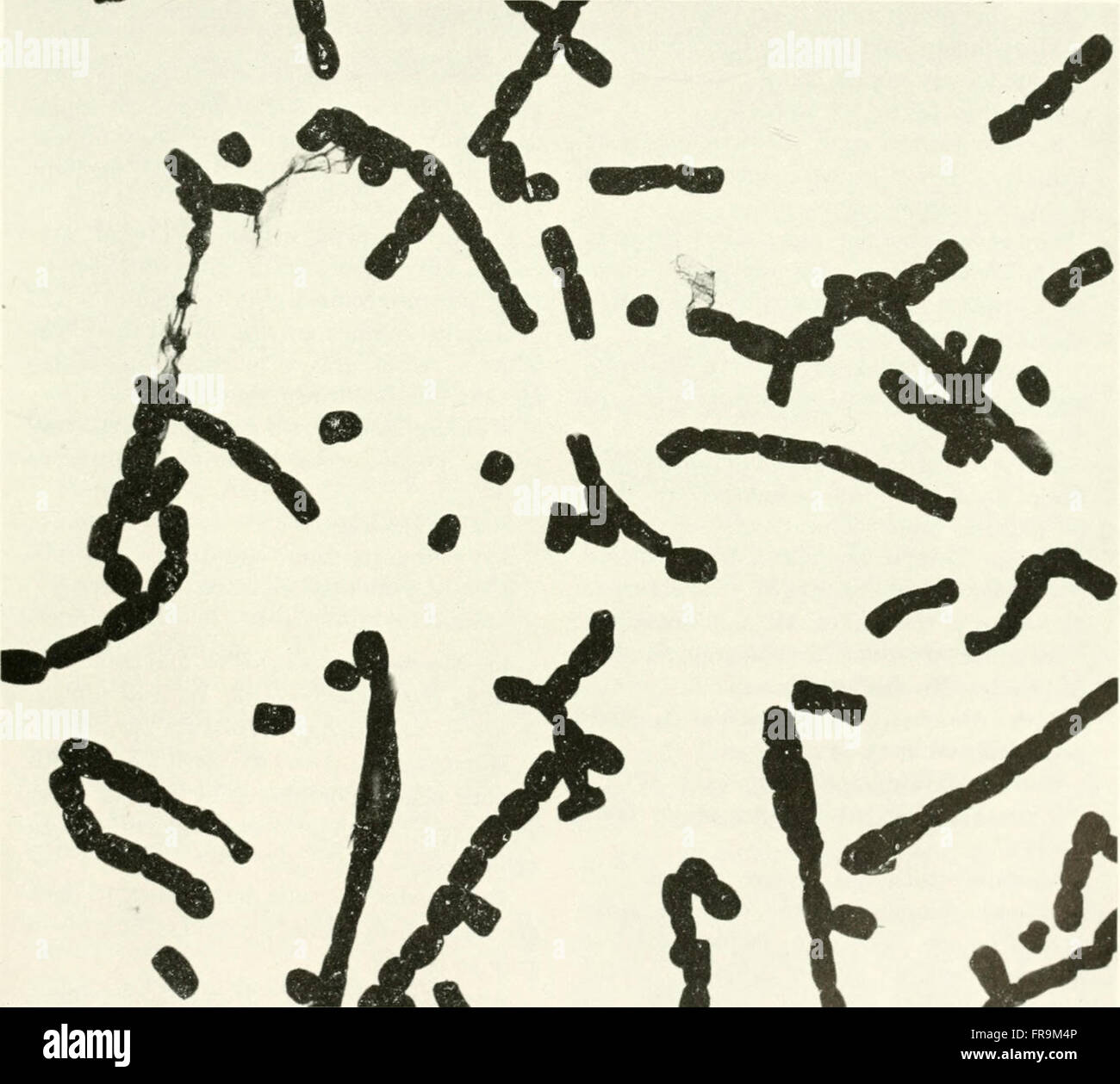 Actinomycetes hi-res stock photography and images - Alamy