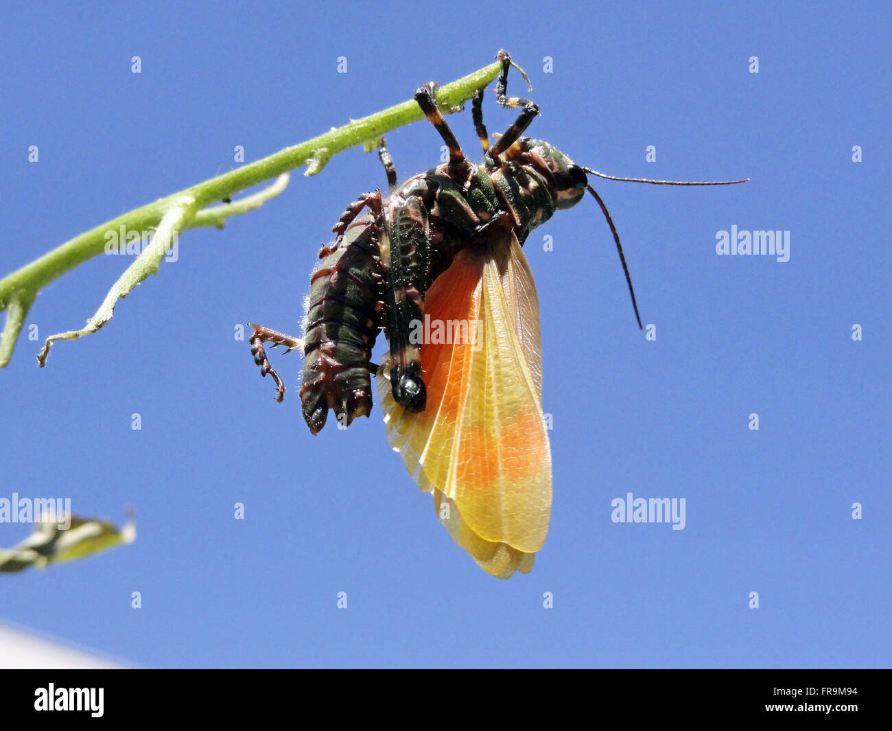 Grasshopper - Tropidacris collaris - entering adulthood Stock Photo - Alamy
