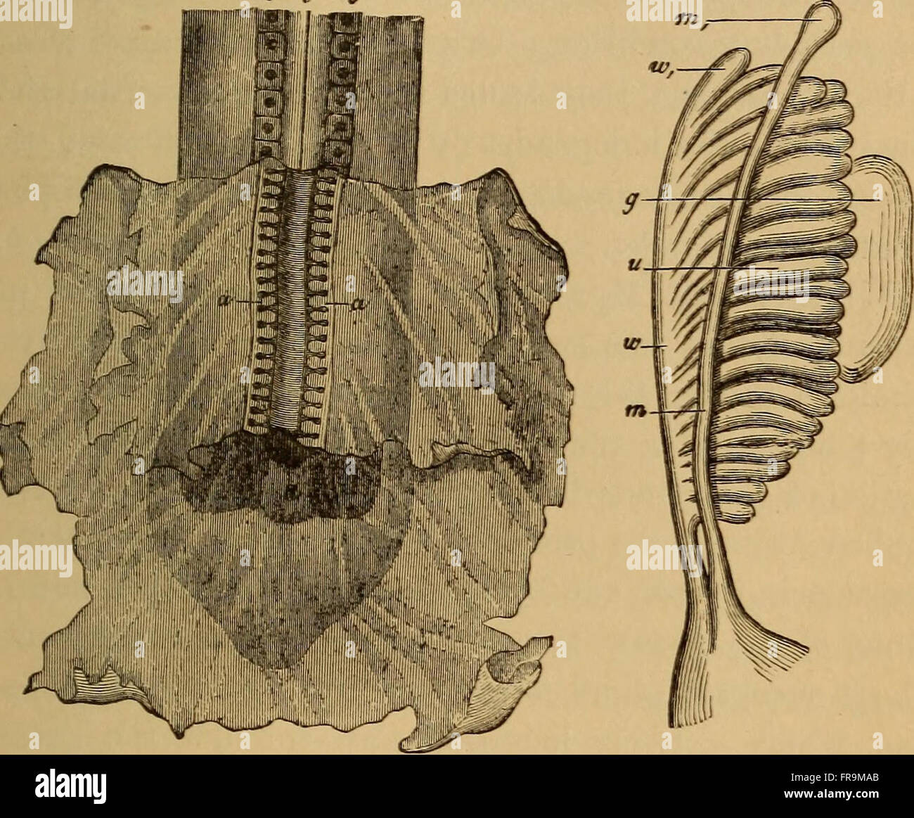 This 1896 work explores the theory of human evolution, providing a ...