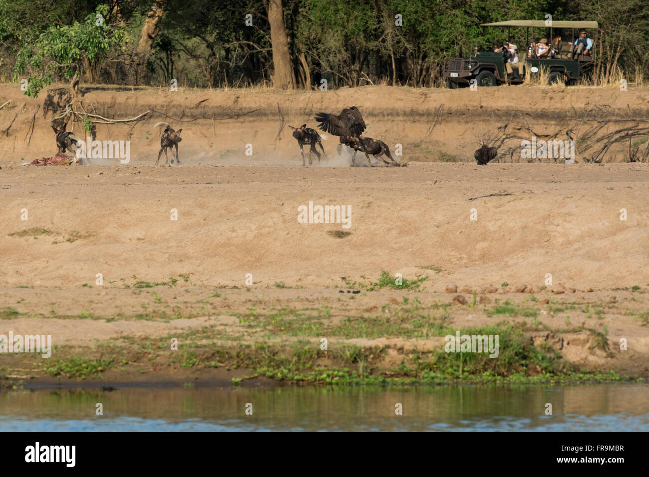 African wild dogs group hi-res stock photography and images - Alamy