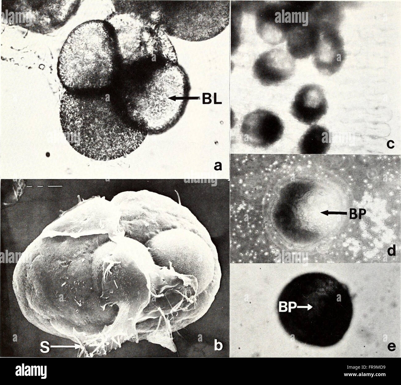 The American Malacological Bulletin (1986) presents studies on mollusks ...