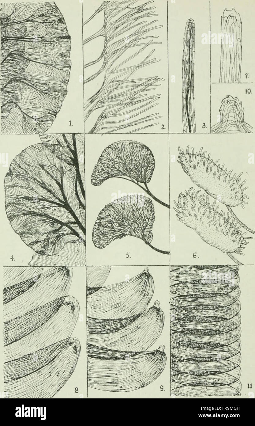 A 1917 study on dragonflies, focusing on the biology, behavior, and ...