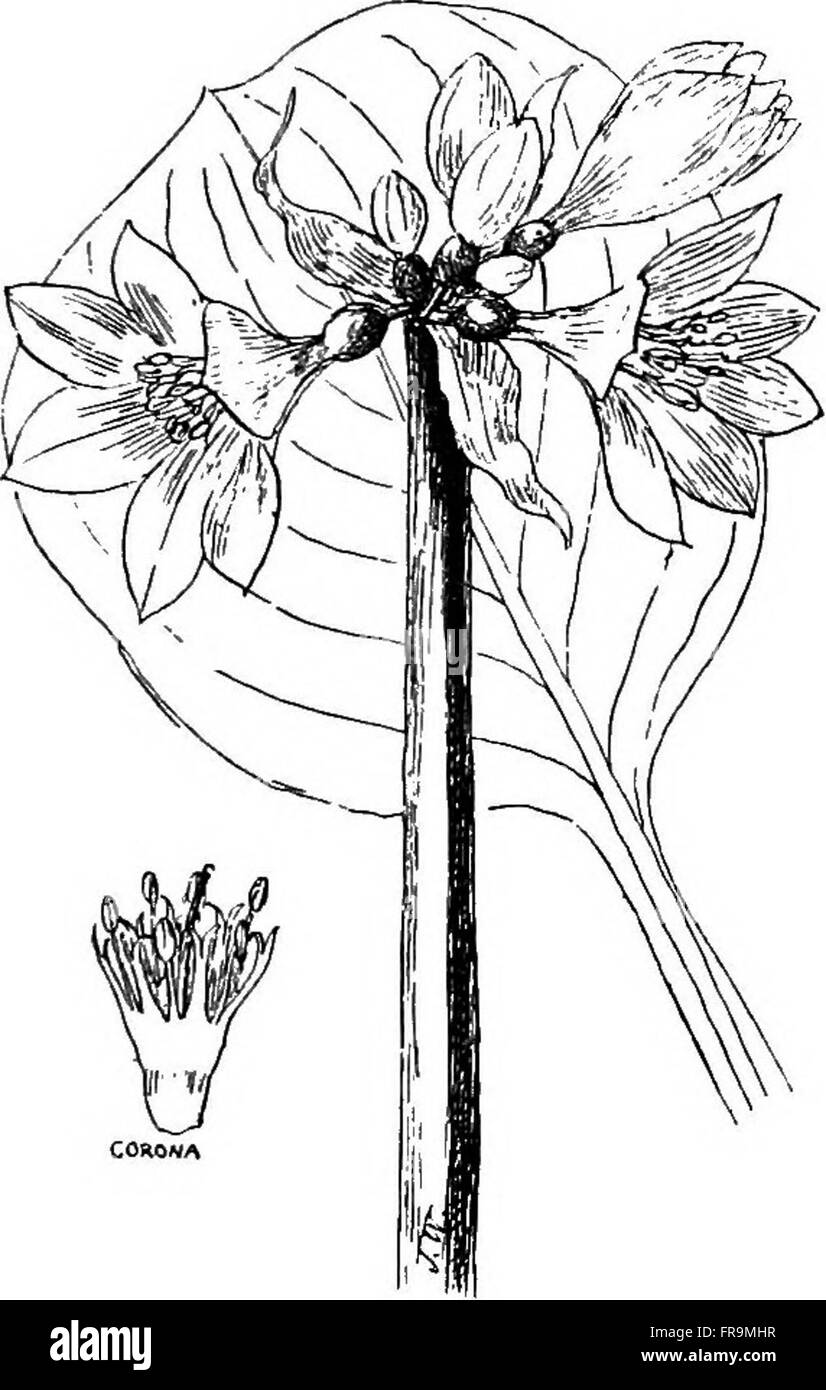 This guide provides information on bulbous and tuberous plants ...