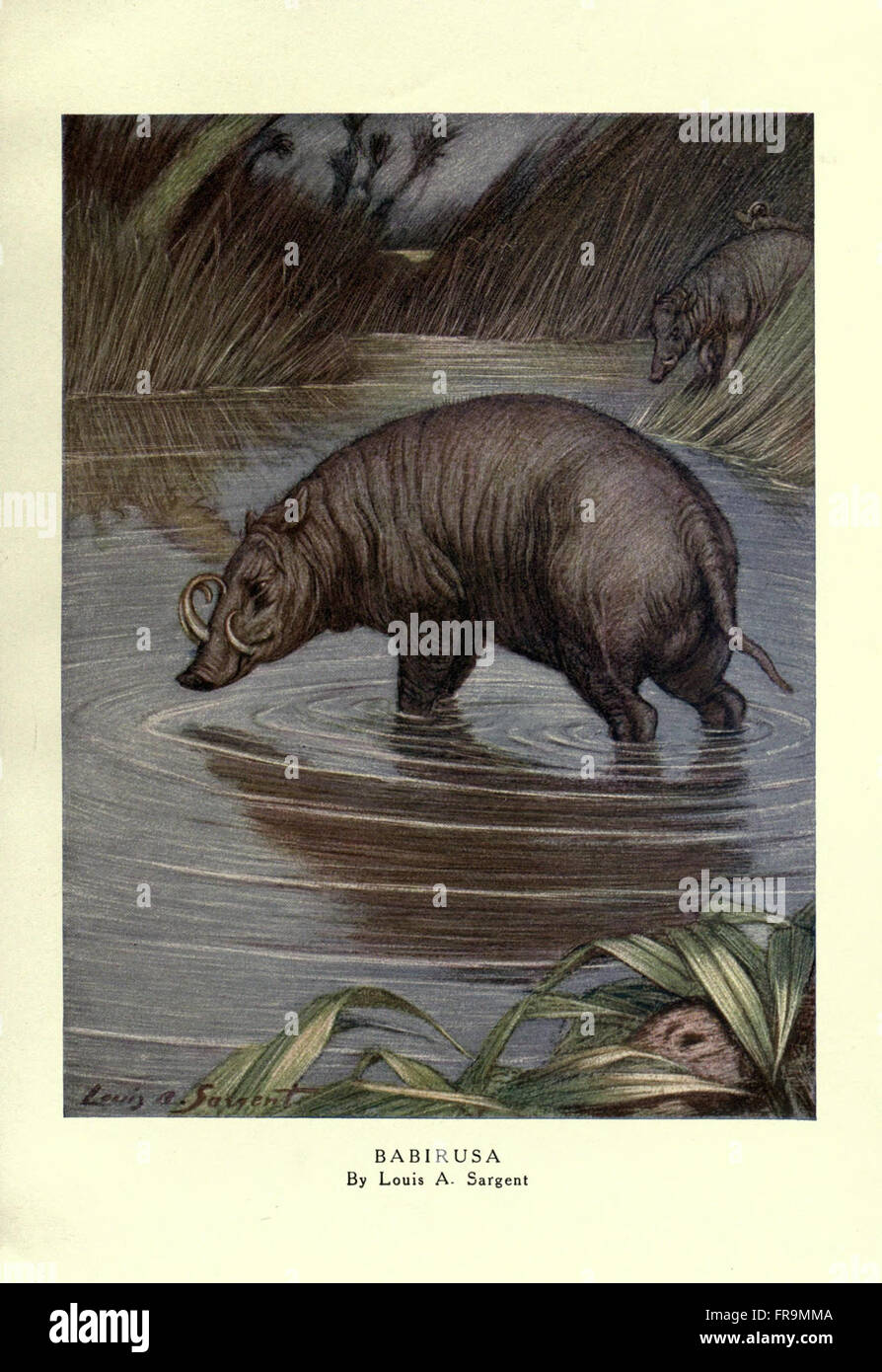 'The Wild Beasts of the World' (Plate 31) is an illustrated work ...