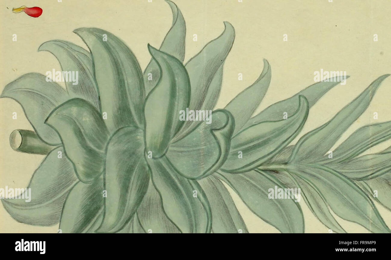 This botanical work showcases newly discovered and rare plant species ...