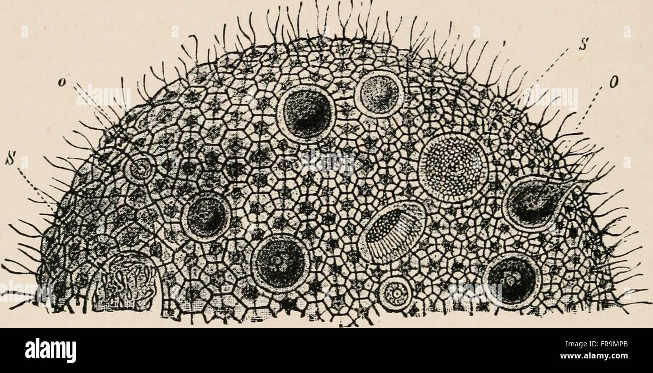 This 1895 text outlines the structure and function of cells, covering ...