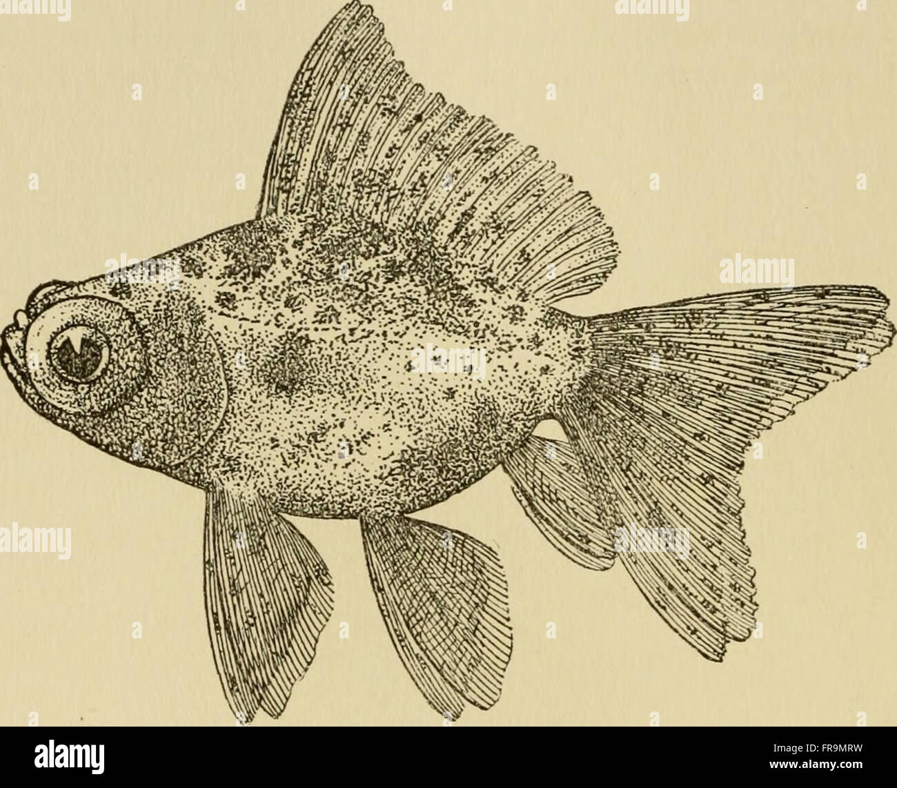 The 1936 edition of The Complete Aquarium Book provides practical ...