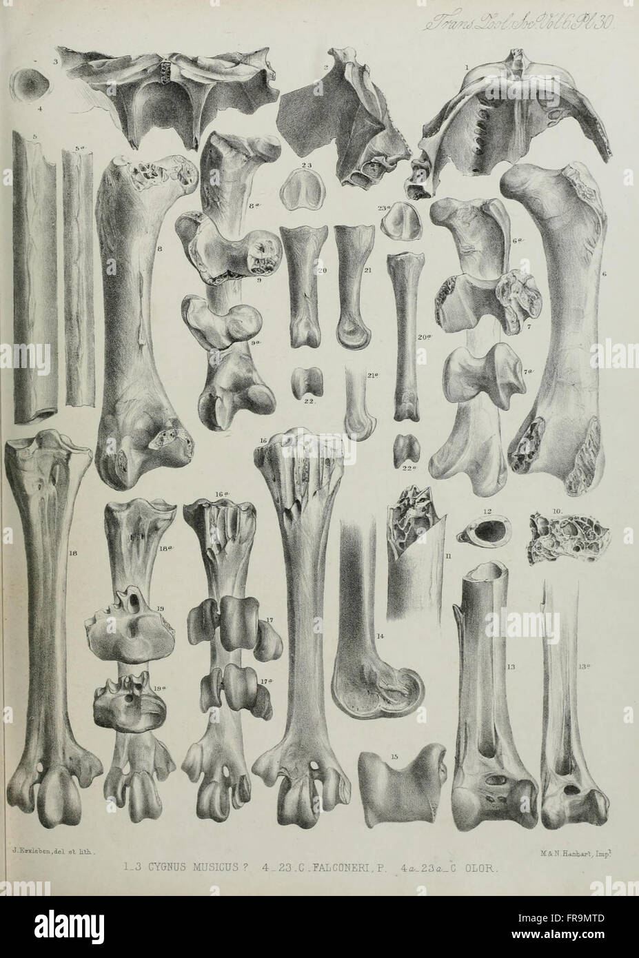 Transactions of the Zoological Society of London (Pl. 30 Stock Photo ...