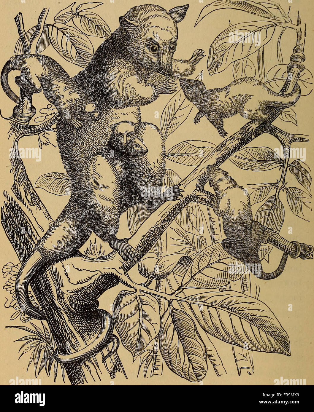 A 1896 book discussing the evolution of humans, focusing on both ...