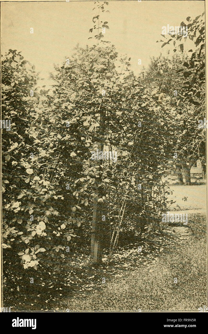 'Sun Dials and Roses of Yesterday' (1902) is a reflection on garden ...