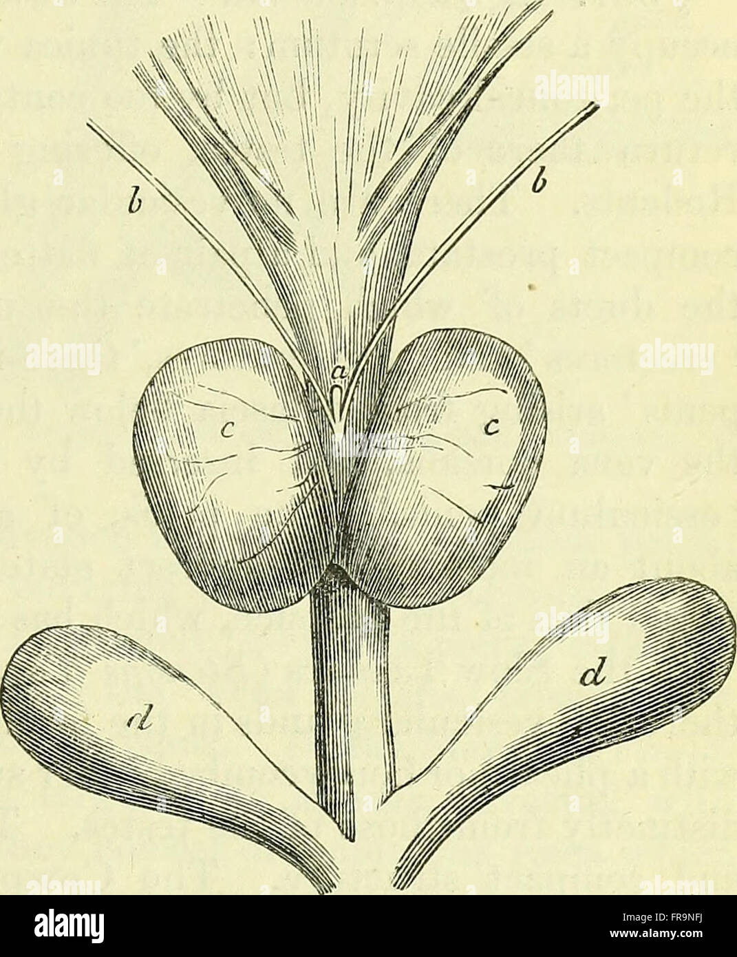 On the Anatomy of Vertebrates (1866) provides a detailed study of the ...